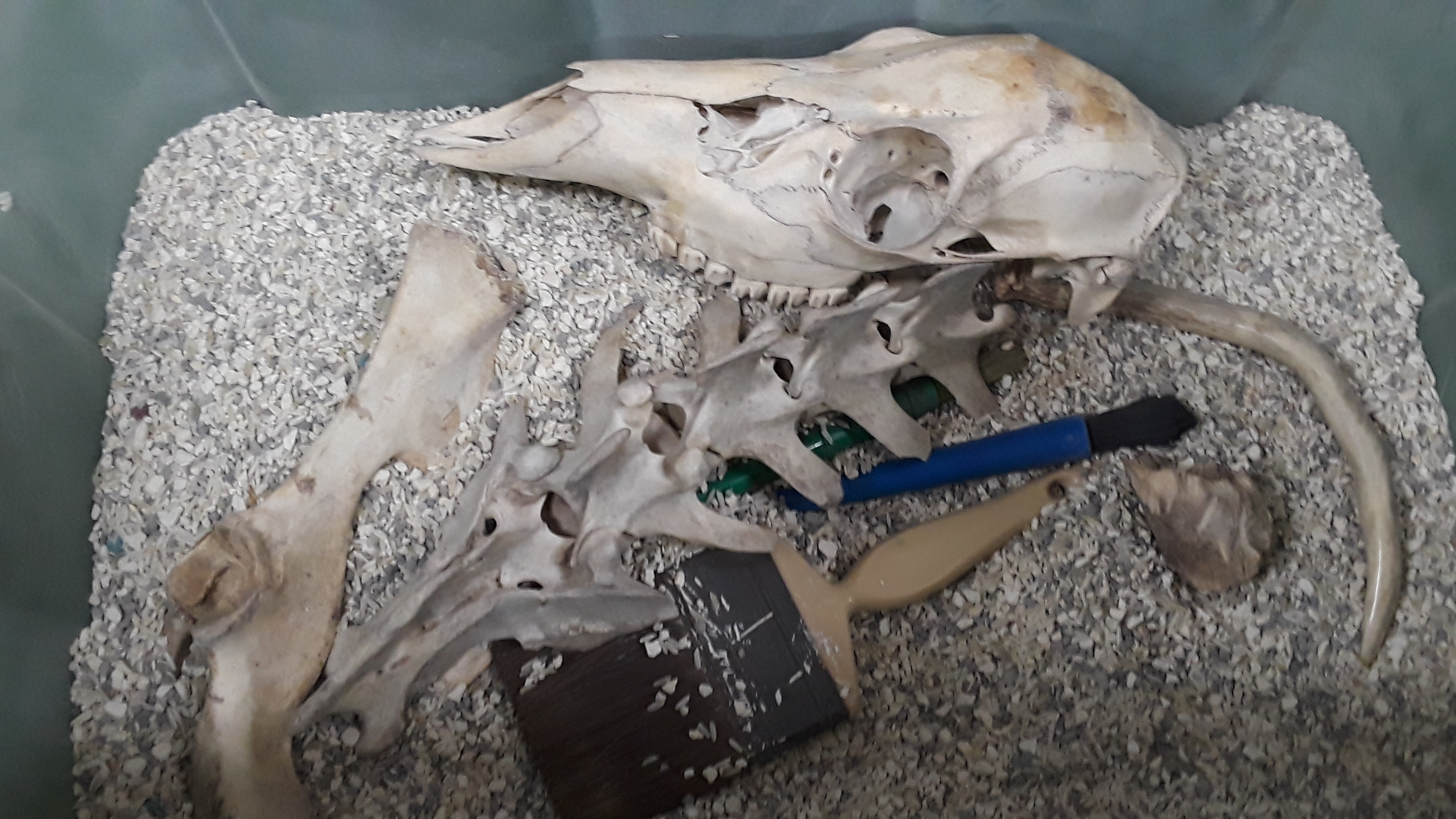 Diggin’ for bones! | The Eagle Express